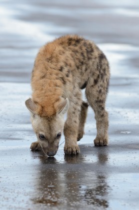 Spotted Hyena Laughing Hyena Crocuta Crocuta Editorial Stock Photo ...