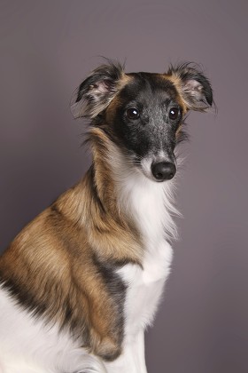 Silken Windsprite Dog Sitting Editorial Stock Photo - Stock Image ...