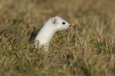 Stoat Mustela Erminea Winter Coat Looking Editorial Stock Photo - Stock ...