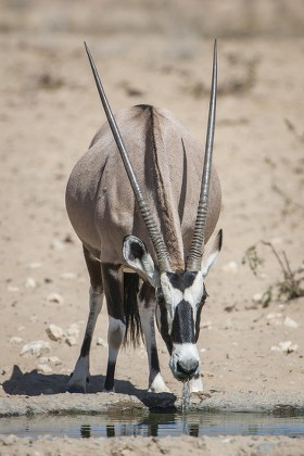 Gemsbok Gemsbuck Oryx Gazella Drinking Waterhole Editorial Stock Photo ...