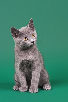 Purebred Cat Russian Blue Kitten Editorial Stock Photo - Stock Image ...