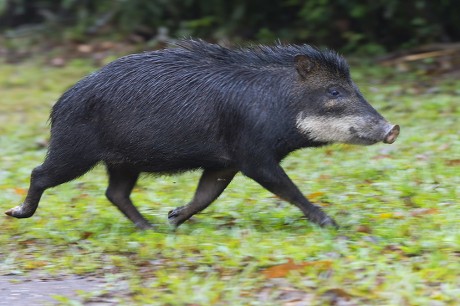 27 Tayassuidae Stock Pictures, Editorial Images and Stock Photos ...