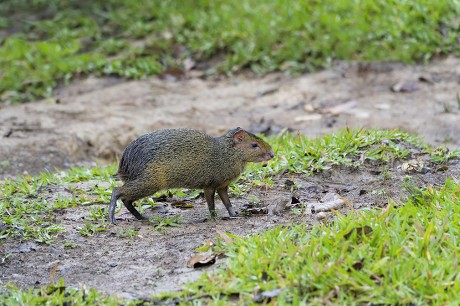 8 Common agouti Stock Pictures, Editorial Images and Stock Photos ...