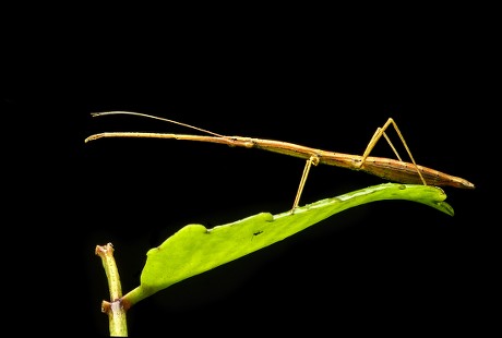57 Phasmid Stock Pictures, Editorial Images and Stock Photos | Shutterstock
