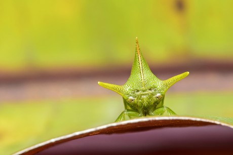 Treehopper Alchisme Grossa Humpback Cicadas Membracidae Editorial Stock ...