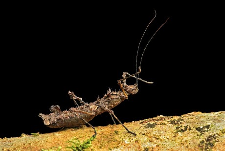 57 Phasmid Stock Pictures, Editorial Images and Stock Photos | Shutterstock