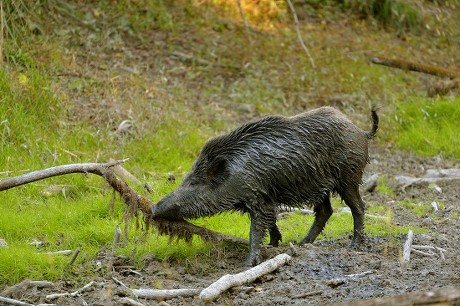 250 Morass Stock Pictures, Editorial Images and Stock Photos | Shutterstock