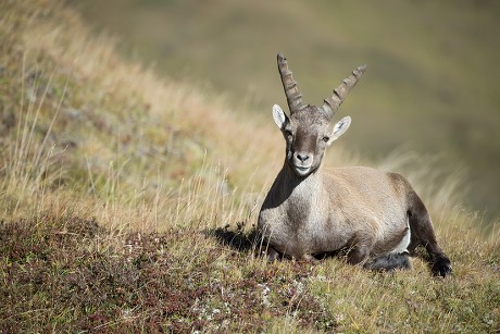 500 Steinbock Stock Pictures, Editorial Images and Stock Photos ...