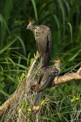 4 Stinkbird Stock Pictures, Editorial Images and Stock Photos ...