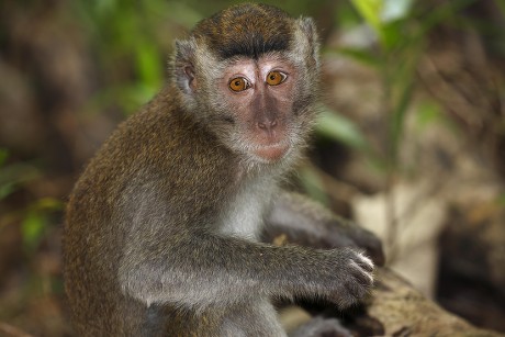 86 Bako national park Stock Pictures, Editorial Images and Stock Photos ...