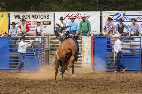 Saddle Bronc Riding Competition Philomath Rodeo Editorial Stock Photo ...