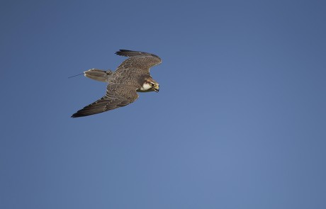 Lanner Falcon Falco Biarmicus Flight Captive Editorial Stock Photo ...