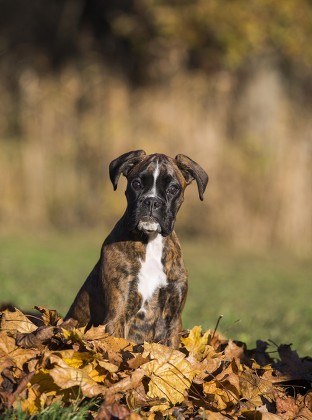 Boxer Puppy Sitting Autumn Leaves Editorial Stock Photo - Stock Image ...
