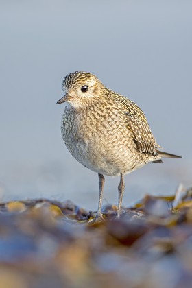 Golden Plover Pluvialis Apricaria Winter Plumage Editorial Stock Photo ...