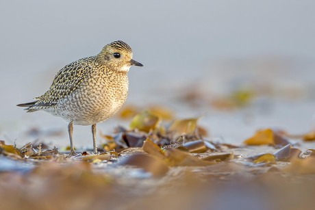 Golden Plover Pluvialis Apricaria Winter Plumage Editorial Stock Photo ...