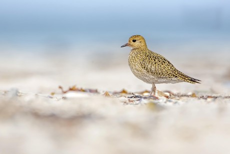 Golden Plover Pluvialis Apricaria Winter Plumage Editorial Stock Photo ...