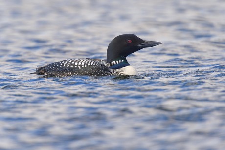 Great Northern Loon Gavia Immer On Editorial Stock Photo - Stock Image ...