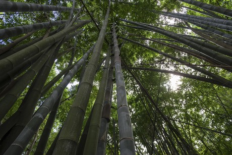 Giant Bamboo Dendrocalamus Giganteus Bamboo Grove Editorial Stock Photo ...