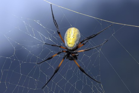 40 Banana spider Stock Pictures, Editorial Images and Stock Photos ...