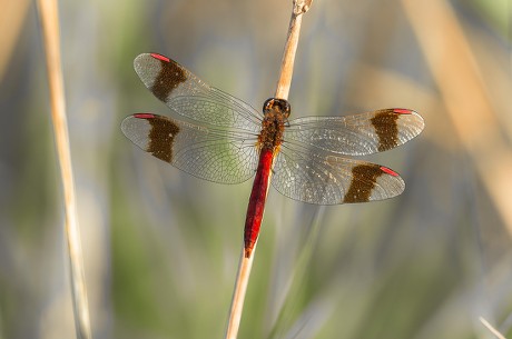 90 Winged stem Stock Pictures, Editorial Images and Stock Photos ...
