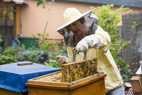 Model Released Beekeeper Tending Beehive European Editorial Stock Photo ...
