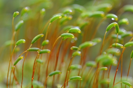 22 Moss capsules Stock Pictures, Editorial Images and Stock Photos ...