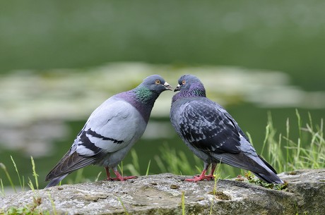 67 Columba livia domestica Stock Pictures, Editorial Images and Stock ...