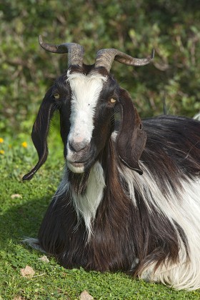 Domestic Goat Portrait Sardinia Italy Editorial Stock Photo - Stock ...