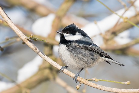 82 Periparus Stock Pictures, Editorial Images and Stock Photos ...