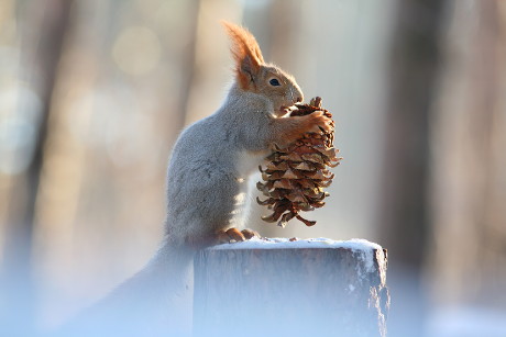 Squirrel Pine Cone Editorial Stock Photo - Stock Image | Shutterstock