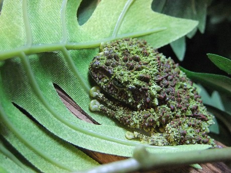 Vietnamese Mossy Frog Editorial Stock Photo - Stock Image | Shutterstock