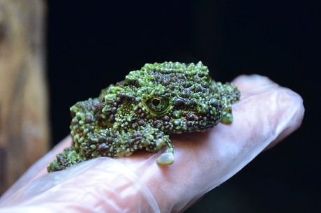 Vietnamese Mossy Frog Editorial Stock Photo - Stock Image | Shutterstock