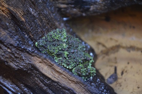 Vietnamese Mossy Frog Editorial Stock Photo - Stock Image | Shutterstock