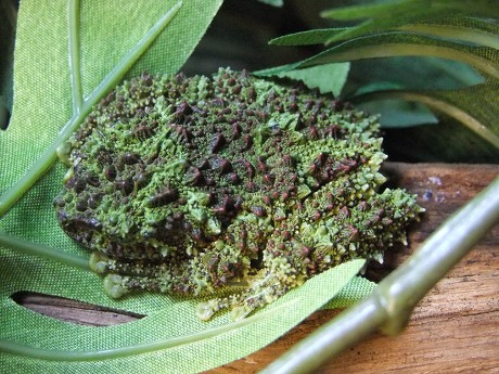 Vietnamese Mossy Frog Editorial Stock Photo - Stock Image | Shutterstock