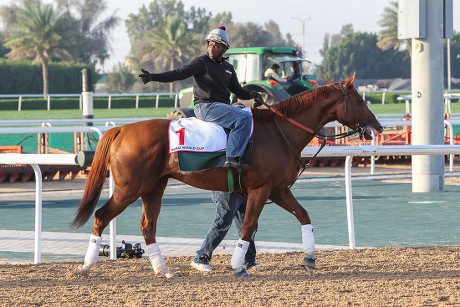 Dubai World Cup, Horse Racing, Dubai, United Arab Emirates - 25 Mar ...