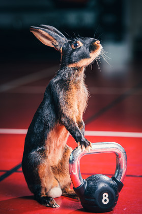 Actual 'gym bunnies' promote free Virgin Active Easter weekend open ...