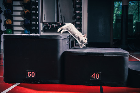 Bunny Working Out Editorial Stock Photo - Stock Image | Shutterstock