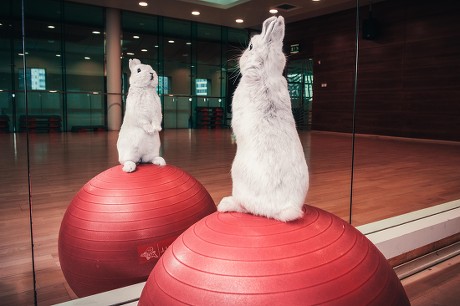 Actual 'gym bunnies' promote free Virgin Active Easter weekend open ...