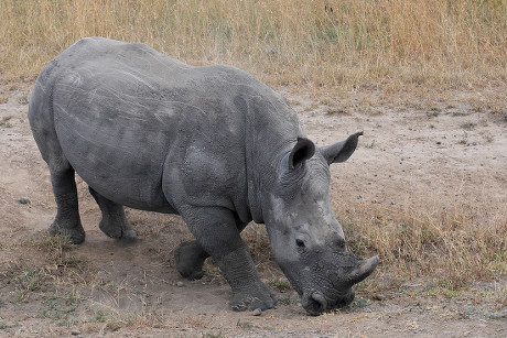 21 Rhinosaurus Stock Pictures, Editorial Images and Stock Photos ...