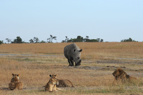 21 Rhinosaurus Stock Pictures, Editorial Images and Stock Photos ...