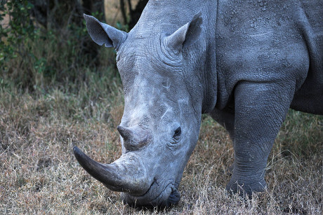 Southern White Rhinosaurus Editorial Stock Photo - Stock Image ...