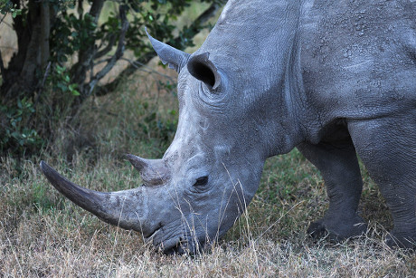 21 Rhinosaurus Stock Pictures, Editorial Images and Stock Photos ...