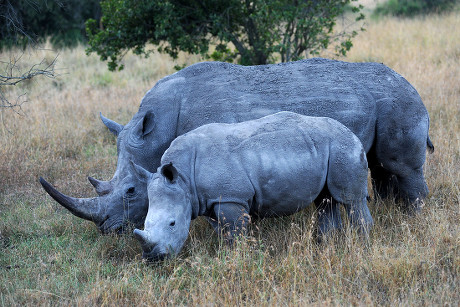 21 Rhinosaurus Stock Pictures, Editorial Images and Stock Photos ...