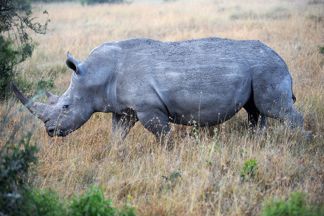 21 Rhinosaurus Stock Pictures, Editorial Images and Stock Photos ...