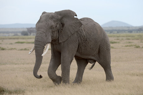 Elephant Editorial Stock Photo - Stock Image | Shutterstock