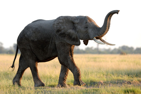 Elephant Editorial Stock Photo - Stock Image | Shutterstock