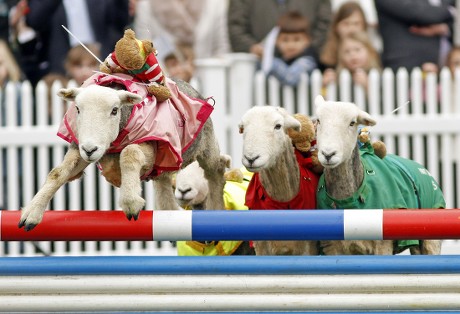 Sheep Take Bleaters Brook During Lamb Editorial Stock Photo - Stock ...