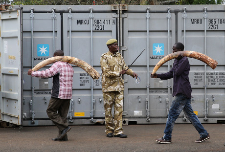 Ranger Kenya Wildlife Service Kws Supervises Editorial Stock Photo ...