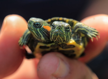 Twoheaded Red Eared Slider Turtle Editorial Stock Photo - Stock Image ...