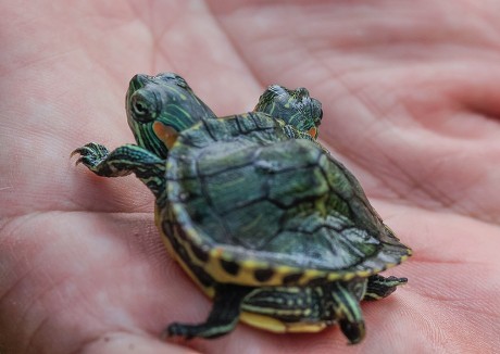 Twoheaded Red Eared Slider Turtle Editorial Stock Photo - Stock Image ...